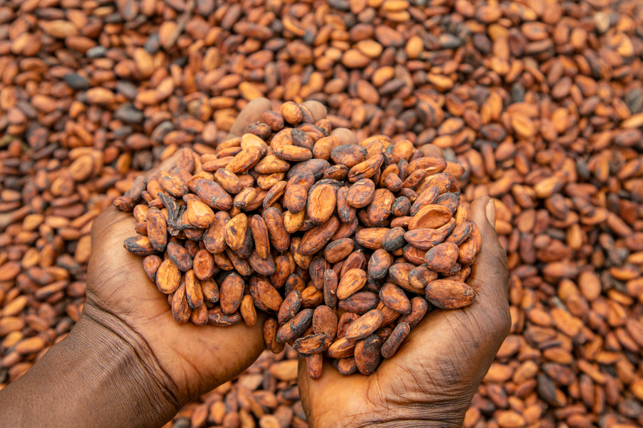 Ivory Coast cocoa farmers worry over lack of rain