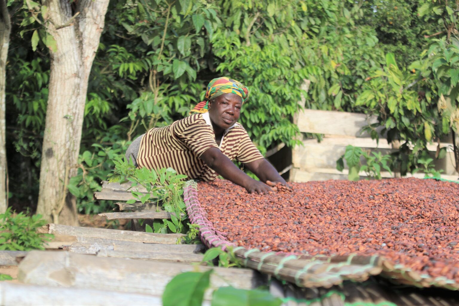 Drought threatens Ivory Coast's cocoa production
