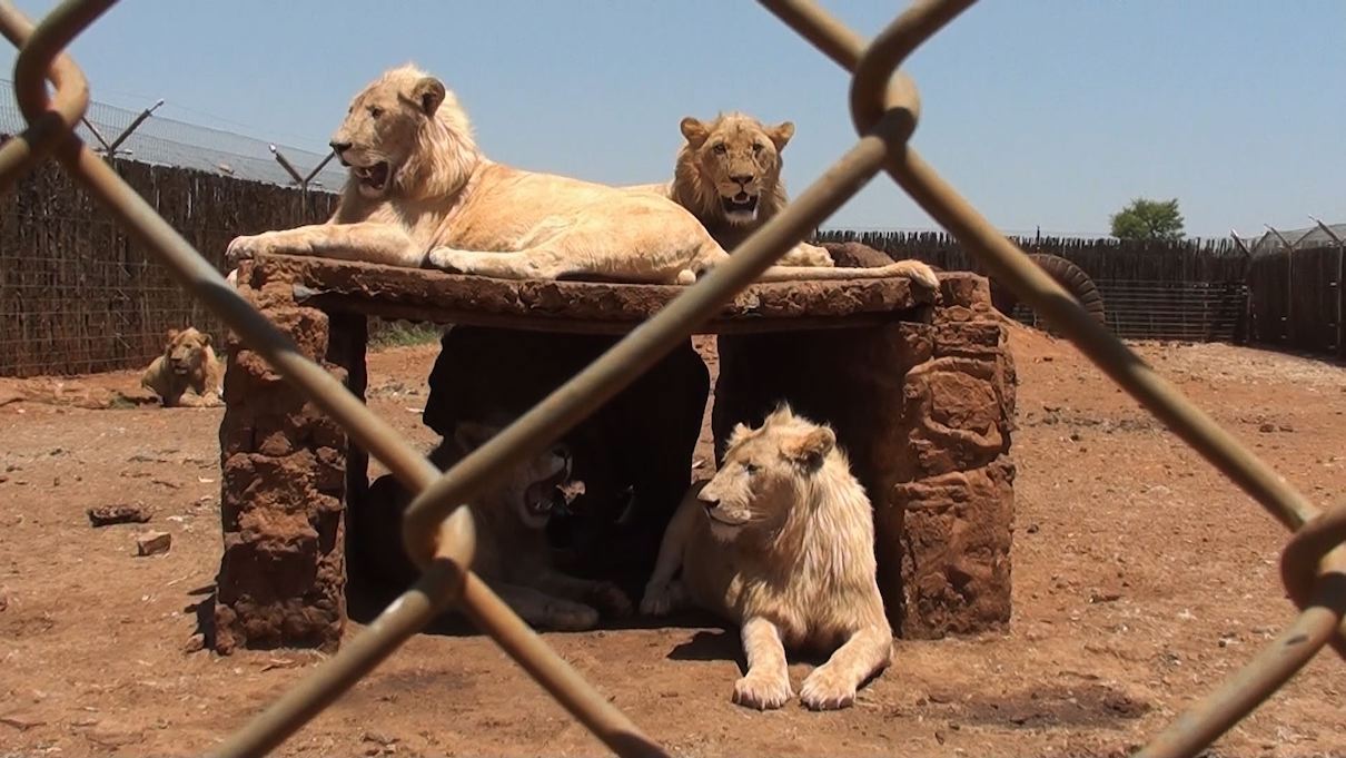 South Africa bans captive lion breeding for hunting - The Sudan Times