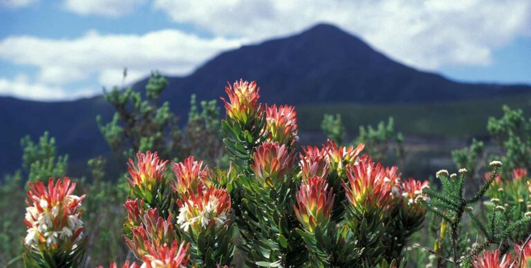 Exploring South Africa's Cape Floral Region - The Sudan Times