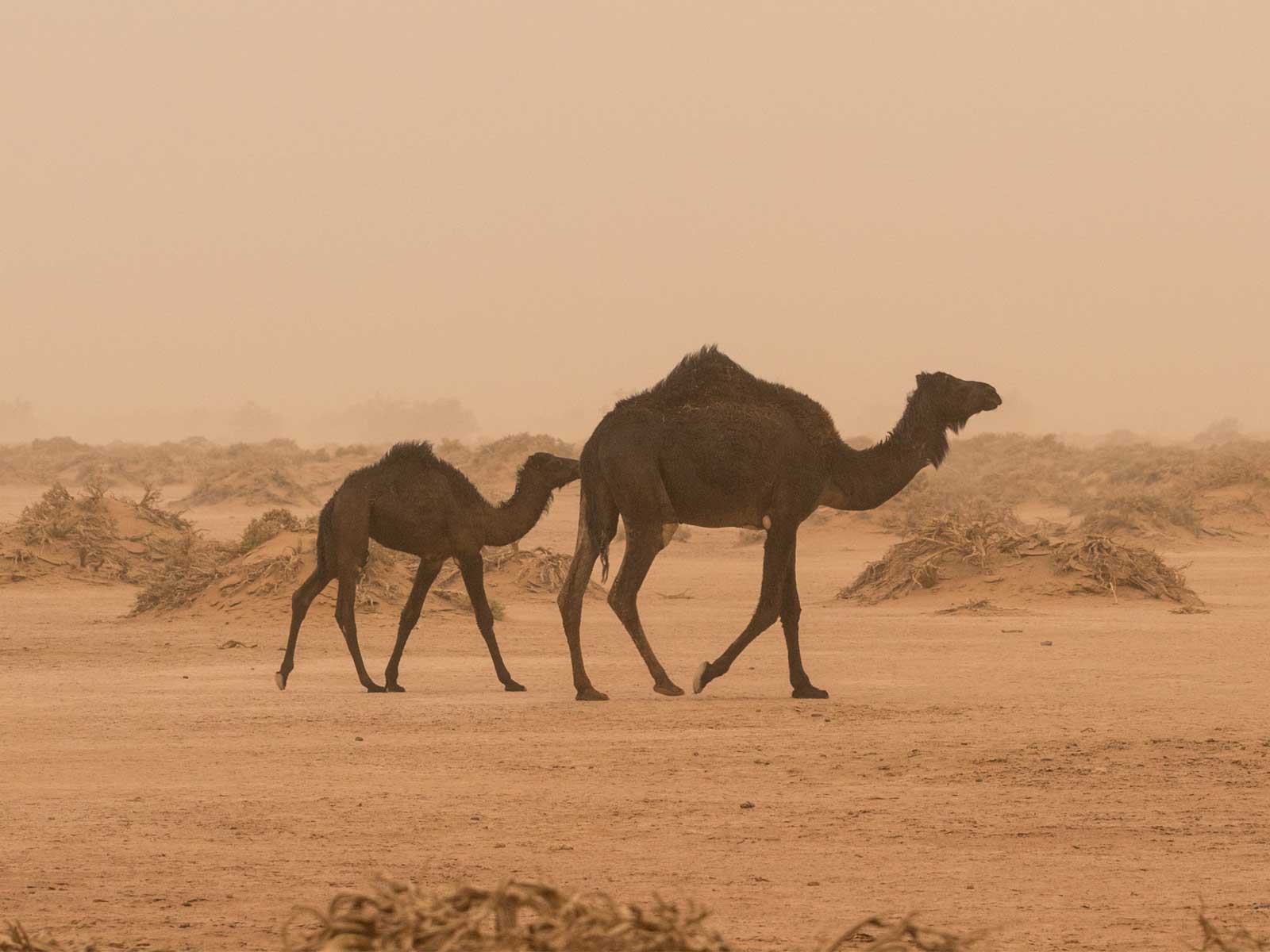 The story of camels in the Sahara - The Sudan Times