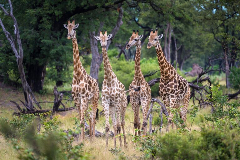 Africa's giraffes: Giants of the savanna at risk - The Sudan Times