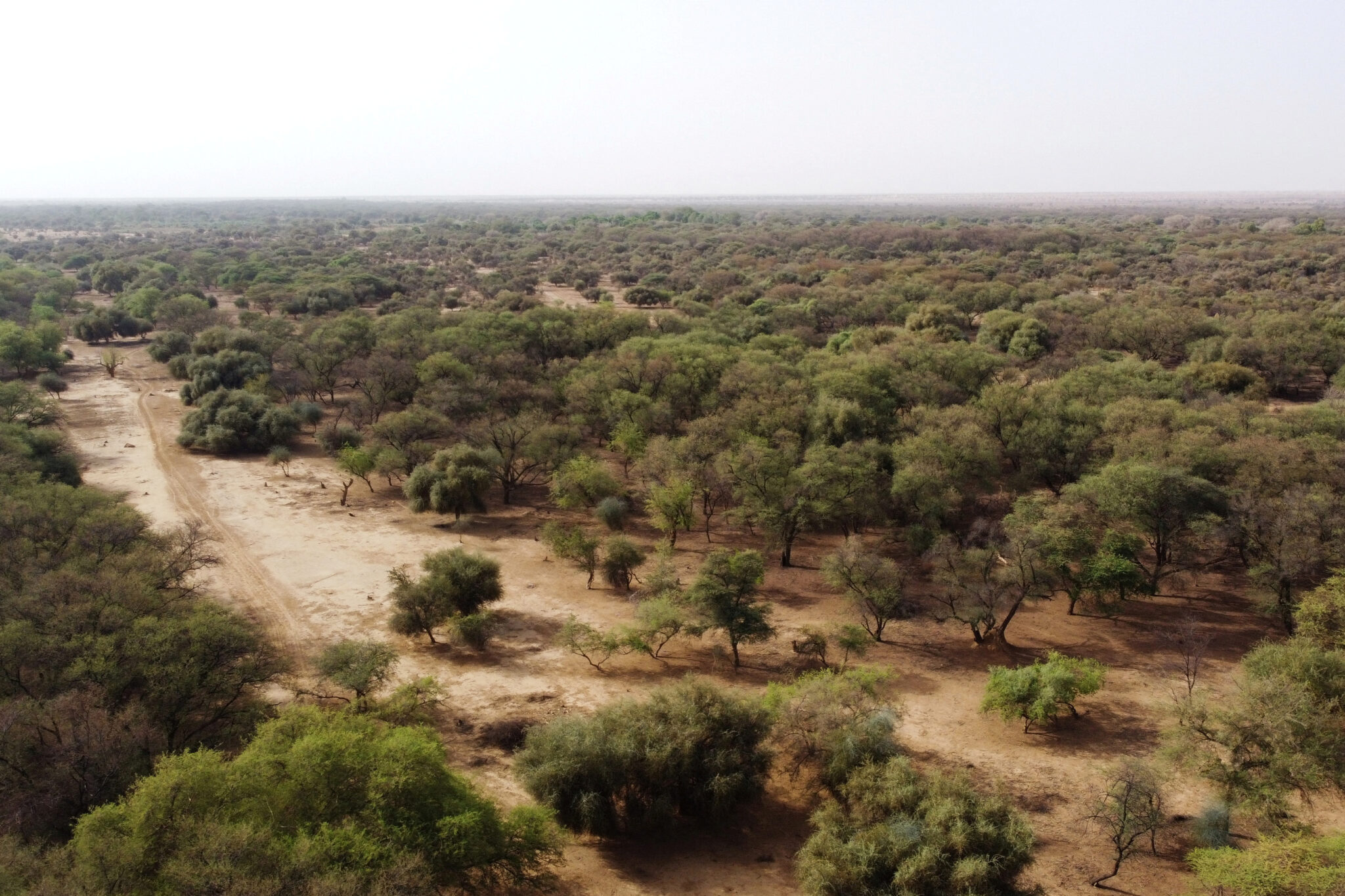 Africa’s Great Green Wall: A 8,000 km initiative to combat ...