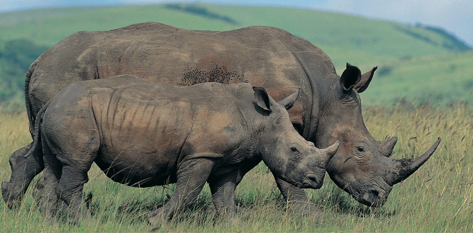 South African university tags rhino horns with radiation for tracking
