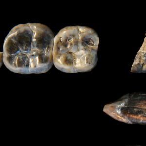 Experts uncover teeth of new Australopithecus species in Ethiopia